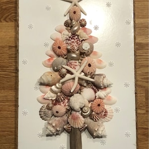 1 to 100 Astrea Calcar Turban Spurred Shells Natural Cream | Etsy