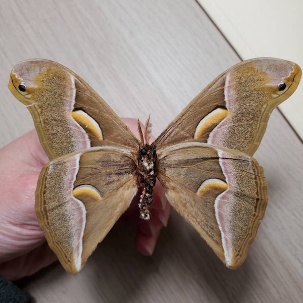 Samia Cynthia REAL Saturn Moth China - Etsy