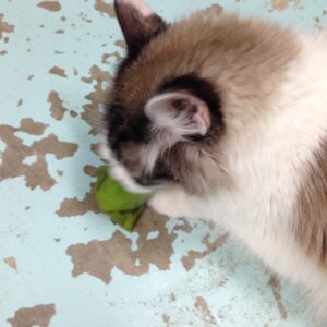 Cat Fin 5 Pack FIVE 5 Cheerful Assorted Cat Pyramid Toys Organic Catnip ...