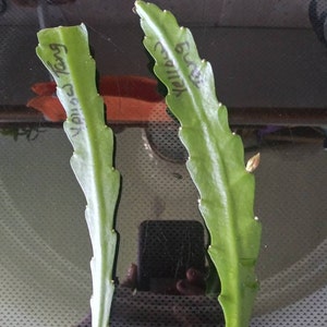 Epiphyllum Pink Plum Orchid Cactus Cutting - Etsy