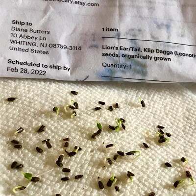 Broadleaf Plantain plantago Major Seeds Organically Grown - Etsy