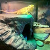 Custom Large Reptile Bearded Dragon Basking Platform, MADE TO ORDER ...