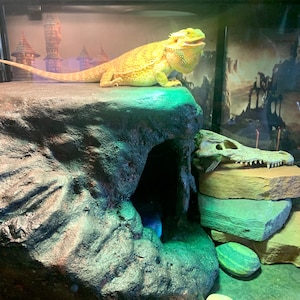 Custom Large Reptile Bearded Dragon Basking Platform, MADE TO ORDER ...