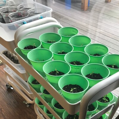 Lemon Drop Organic Tomato Seeds Rare Yellow Cherry Heirloom 25 - Etsy