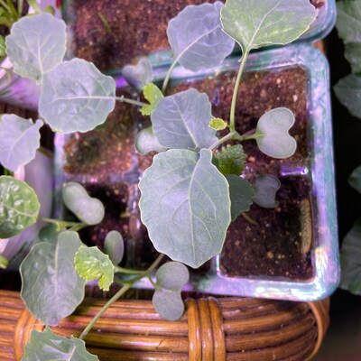 Green Tree Collard aka Tree Kale Perennial Green 30 Seeds - Etsy