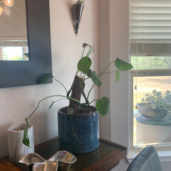 Ceramic Pot With Wood Plant Stand - 10 Inch Indoor Peacock Pot - Large ...