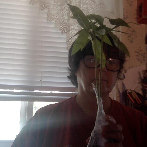 Fakahatchee Grass | LIVE PLANT | Eastern Gamagrass | Accent | Border ...