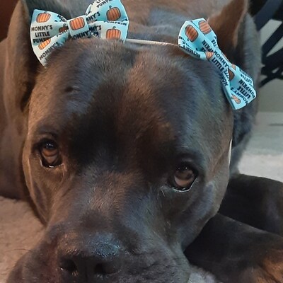 Denim Dog Bow - Etsy