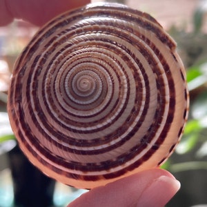 Shell Bits & Pieces Shards Beach Sand Tiny Little Shells for - Etsy