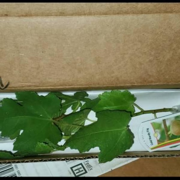 Brown Turkey Fig Tree – Cold-hardy & Productive | One Live Plant ...