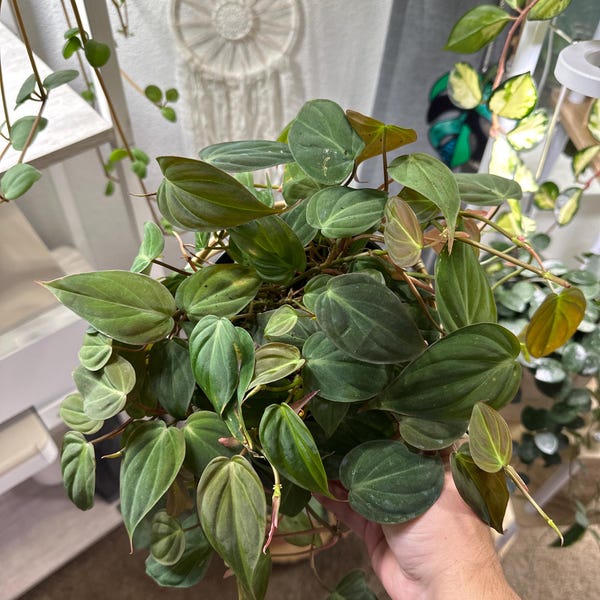 4 African Violet cabbage Patch - Etsy