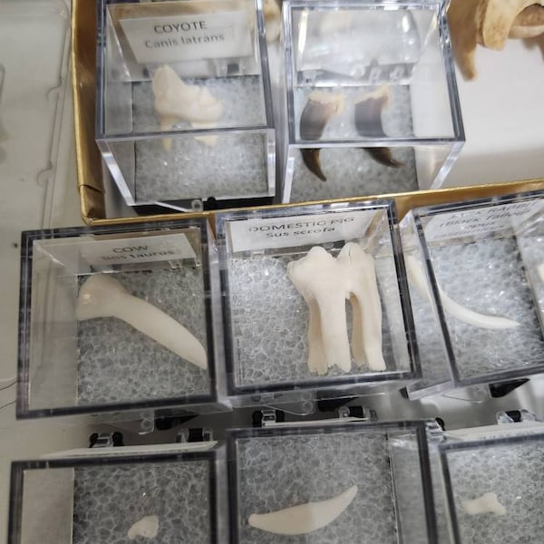 Tooth Fairy Collection - 24 Species Tooth Assortment - Etsy