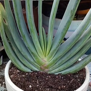 Aloe Plicatilis Fan Aloe Rare Fan Aloe Tree Drought Tolerate Desert ...