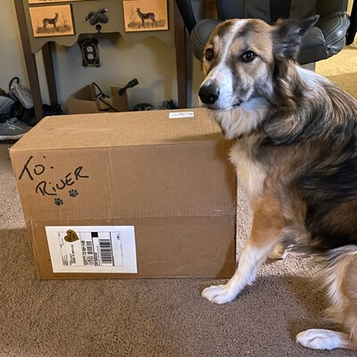 Dog Toy Box Large, Dog Toy Box, Pet Storage, Pet Organization, Pet Toy ...