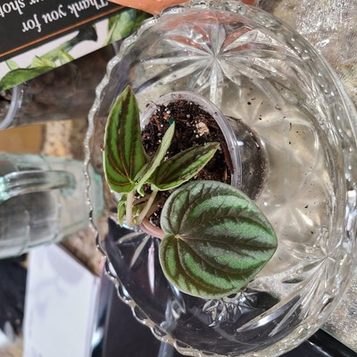 Peperomia Dragon Skin Starter Plant ALL STARTER PLANTS Require You to ...