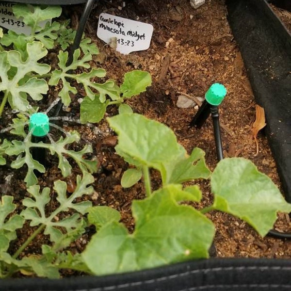 Mouse Melon, 15 Seeds, Cucamelon, Teeny Crunchy Fruit, Tasty Heirloom ...