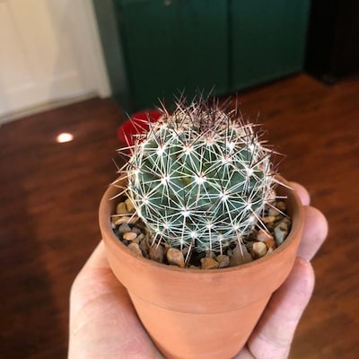 OP027: Opuntia Debreczeyi 'alberta Sunset' spineless Cat's Paw Cactus ...