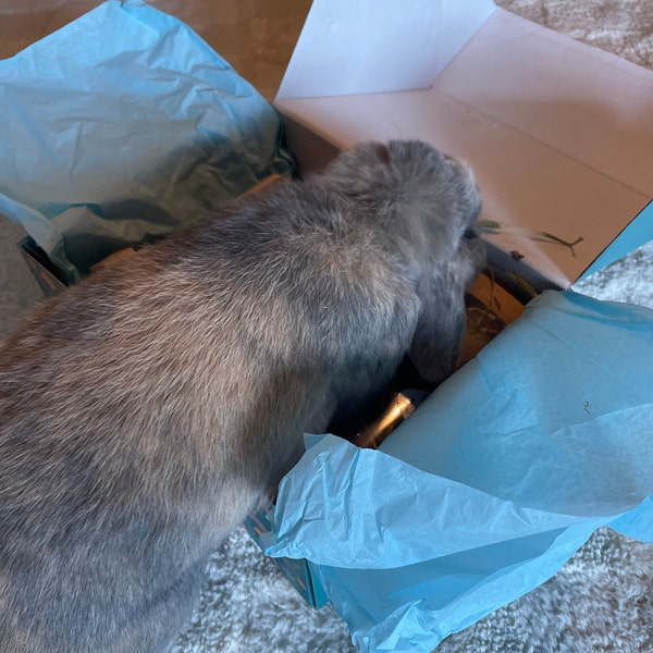 I Love Art and Bunnies T-shirt for Bunny Mom, Rabbit Lover T-shirt ...