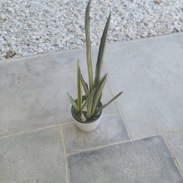 Ponderosa Lemon in Half Gallon Pot, Grafted, Florida Shipping Only - Etsy