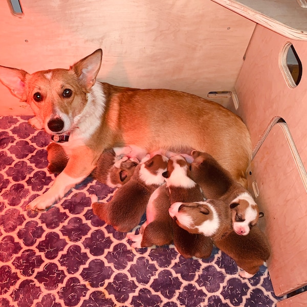 Whelping Box, Weaning Box, Medium, Puppy Pen - Etsy