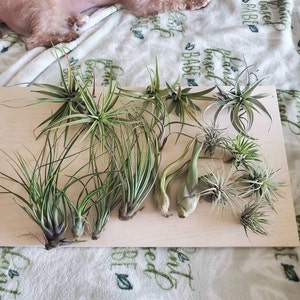 10 Piece Assorted Air Plant Variety Pack Fertilizer & Scissors ...