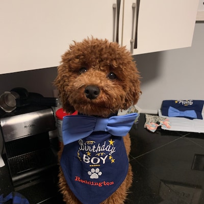 Medical EMS Dog Bandana Personalized Ambulance Paramedics - Etsy