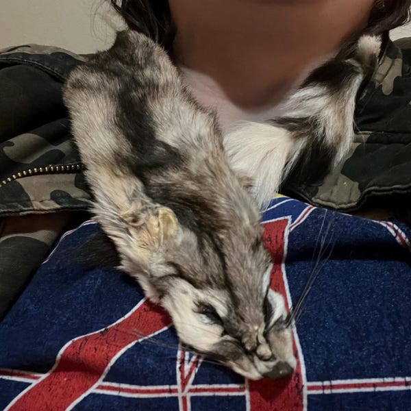 Tanned Ringtail Cat Pelt Real Fur Ethically Sourced Fur Ringtail Pelt ...