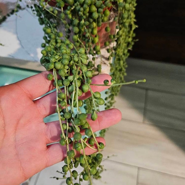 String of Pearlss, Hanging Plant, Live Succulent - Etsy