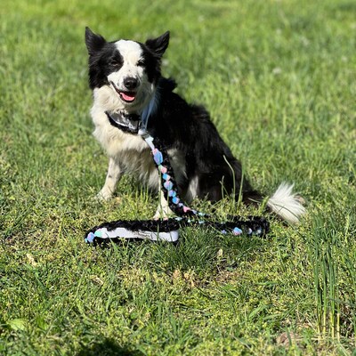 Bold and Bright Ring Lead With Tug Agility Lead-barn Hunt Lead Fyball ...