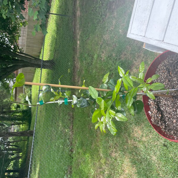 Kaffir Lime Tree - Citrus Hystrix Makrut in 1/2 Gal Pot, Kieffer Lime ...