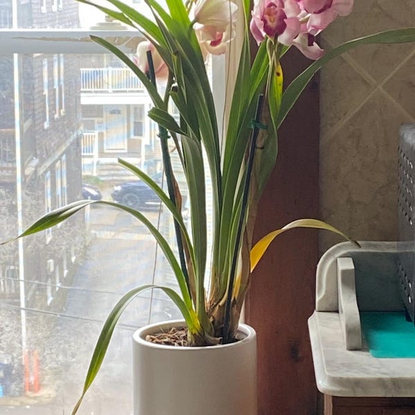 Cymbidium Barrita Peace 'strawberry Lip Flush'. - Etsy