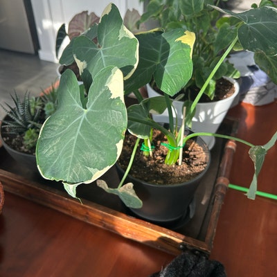 Alocasia Mickey Mouse xanthosoma Albomarginata Starter Plant - Etsy
