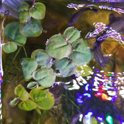 Red Root Floater, Phyllanthus Fluitans, Live Aquarium/floating/pond ...
