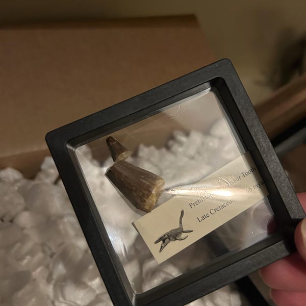 Real Authentic Fossilized Corax Shark Teeth 10 Piece Pack - Etsy