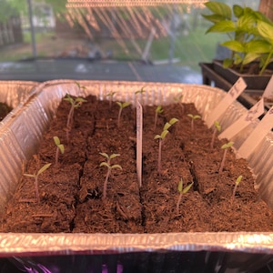 Micro-tom Tomato Seeds Organic - Etsy