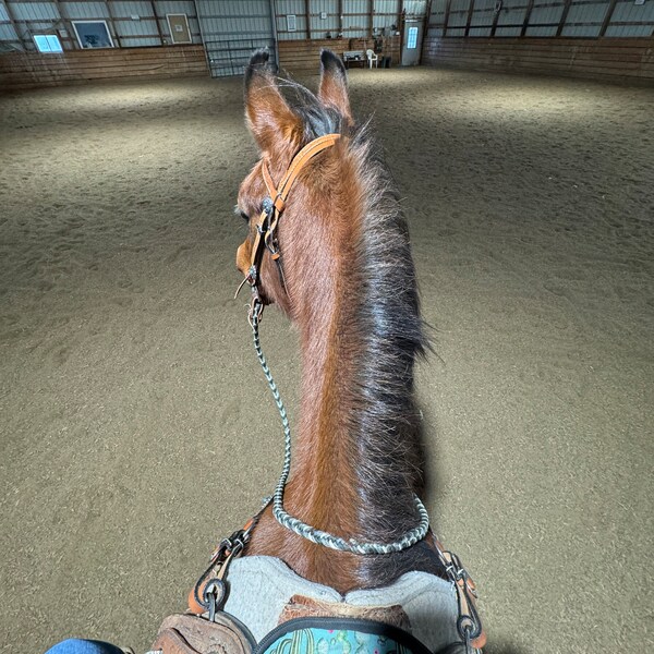 Paracord Loop Reins, 9 Ft. Length, Leather Water Tie End, Attaches to ...