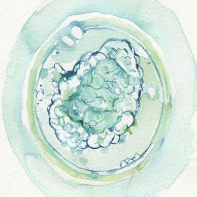 Custom Embryo Watercolor Commission an Original Painting of Your Embryo ...