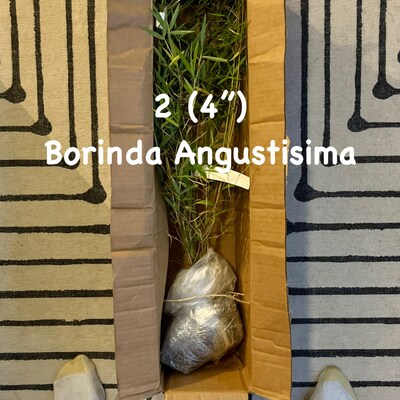 Fargesia Rufasunset Glow Clumping Bamboo Plant in Number One - Etsy
