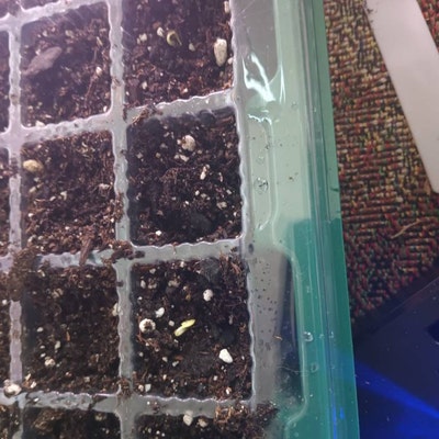 Irish Moss Seeds Irish Moss Ground Cover Seeds Sagina Subulata Seeds ...