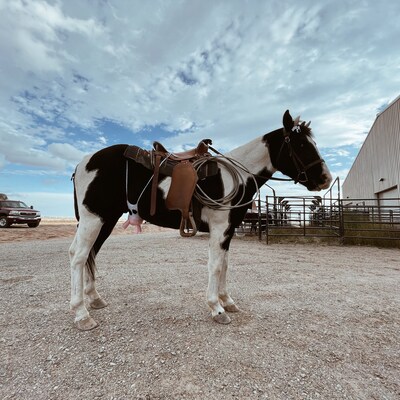 Udderly Adorable Cow Udder Dog Costume Horn hat Also - Etsy