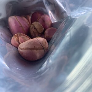 43 Grams Epo Obo Tree Bark ficus Platyphylla Anti Witchcraft - Etsy Canada