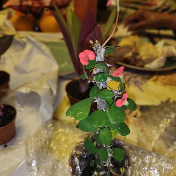 Dwarf Crown of Thorns Red Form (euphorbia Milii Imperatae) - Etsy