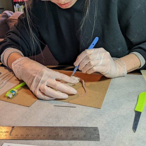 DIY Mouse Taxidermy Craft Kit Inc. Manual and Full Tool Kit for ...