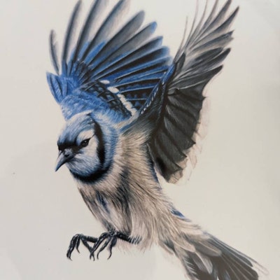 Blue Jay Colored Pencil Drawing Art Print - Etsy