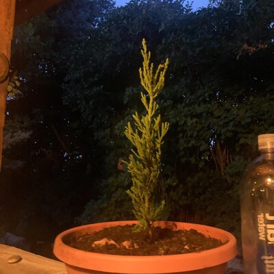 Bonsai Tree Bundle Collection of 5 Tree Seedlings the Jonsteen Company ...