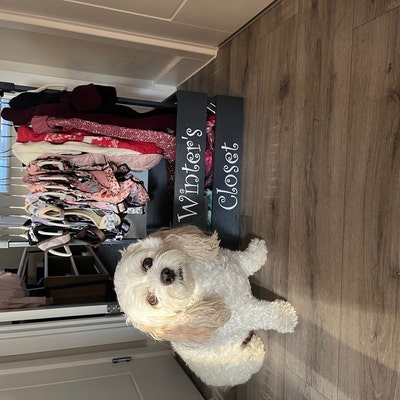 Beige Dog Wardrobe, Dog Harness Storage, Dog Closet, Dog Clothing, Dog ...