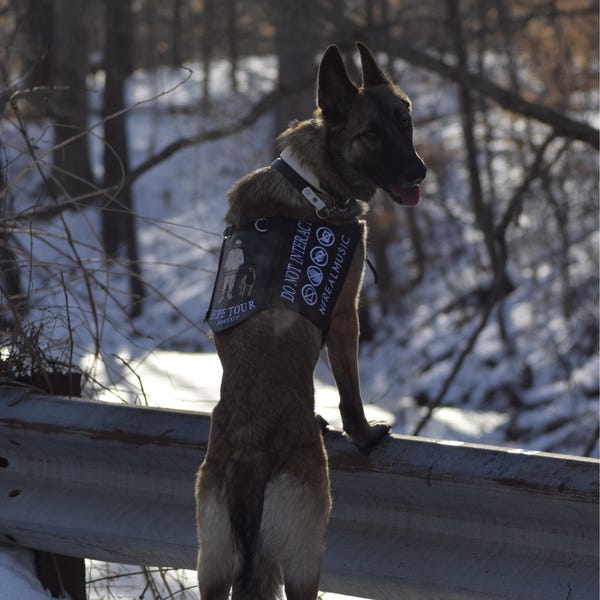 Vest adjustable Size, in Training Do Not Approach, Light Weight Sd ...