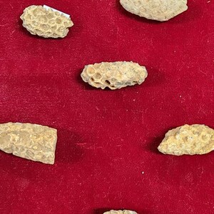 Custom Bone Throwing Sets Create Your Own DO NOT ORDER, Read ...