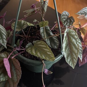 Cissus Discolor Javana Climbing Rex Bogonia 6 Inch or 8 Inch - Etsy