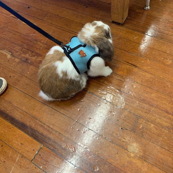 Mini Bear Applique Patch - Zookeeper, Animal Badge 1" (3-pack, Iron On ...